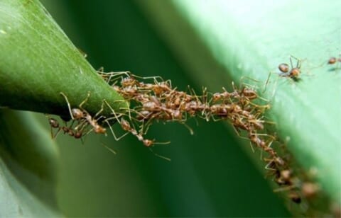 Côn trùng là gì? Cấu tạo, đặc điểm, phân loại, tập tính (ĐẦY ĐỦ)